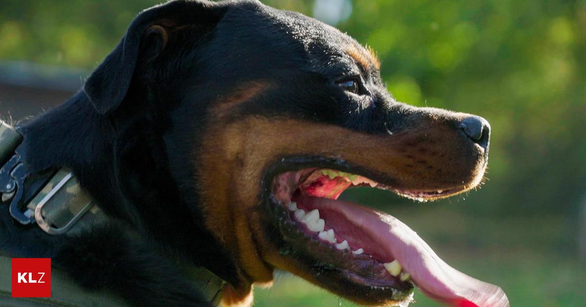 Rottweiler: Schwer verletzt: Siebenjährige von Hund gebissen